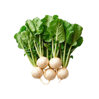 Root Crops – Microgreens - Supple Agro