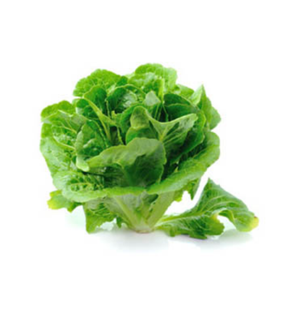 Lettuce (Romaine) - Farm Fresh Products | Food Products Supplier | Supple Agro – Microgreens ...