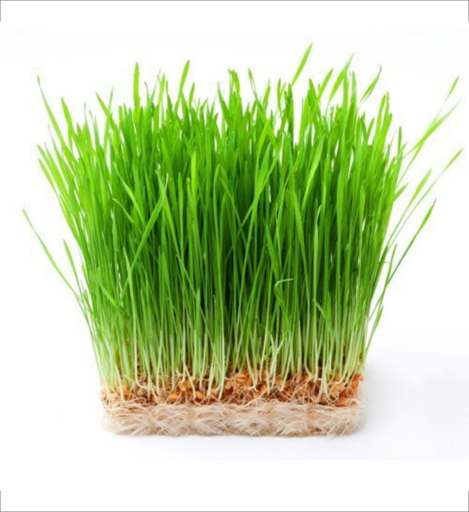 Live Wheatgrass - Farm Fresh Products | Food Products Supplier | Supple ...